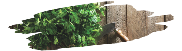 Cilantro Macho: An Uncommon Variety with Bold Flavor - iSpice You